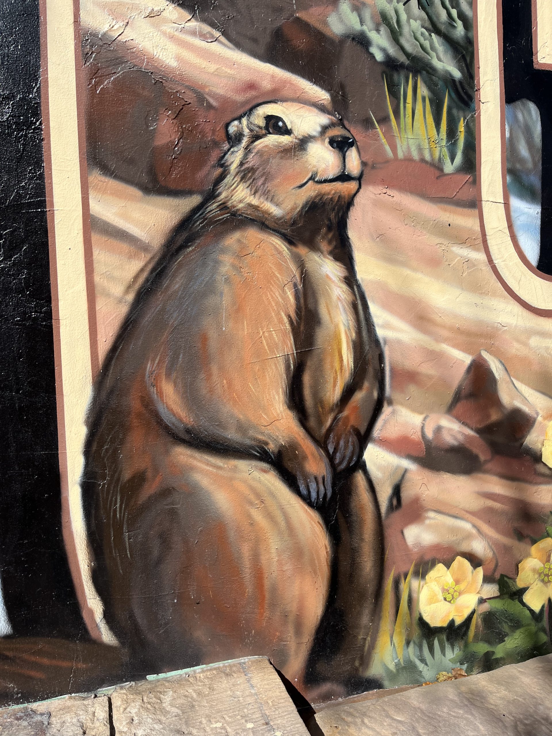 Animals and Birds of Colorado | Crested Butte + Gunnison