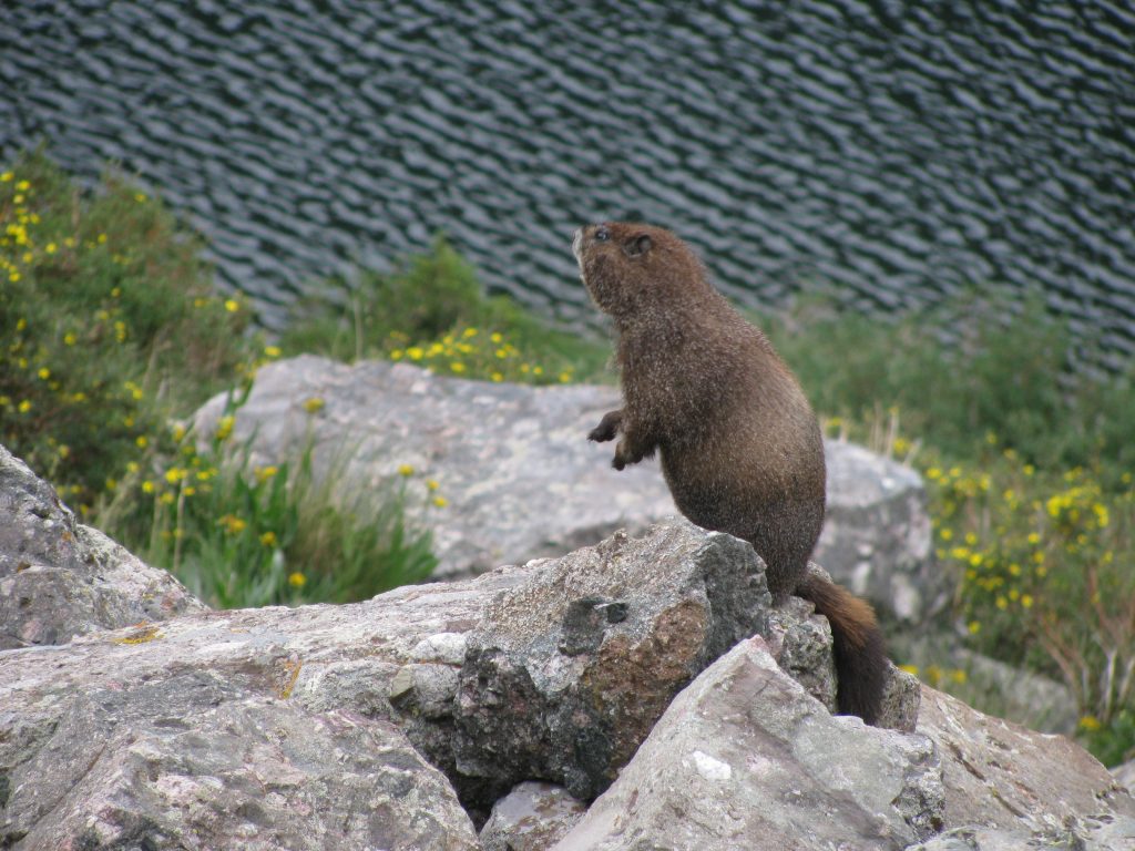 Animals and Birds of Colorado | Crested Butte + Gunnison
