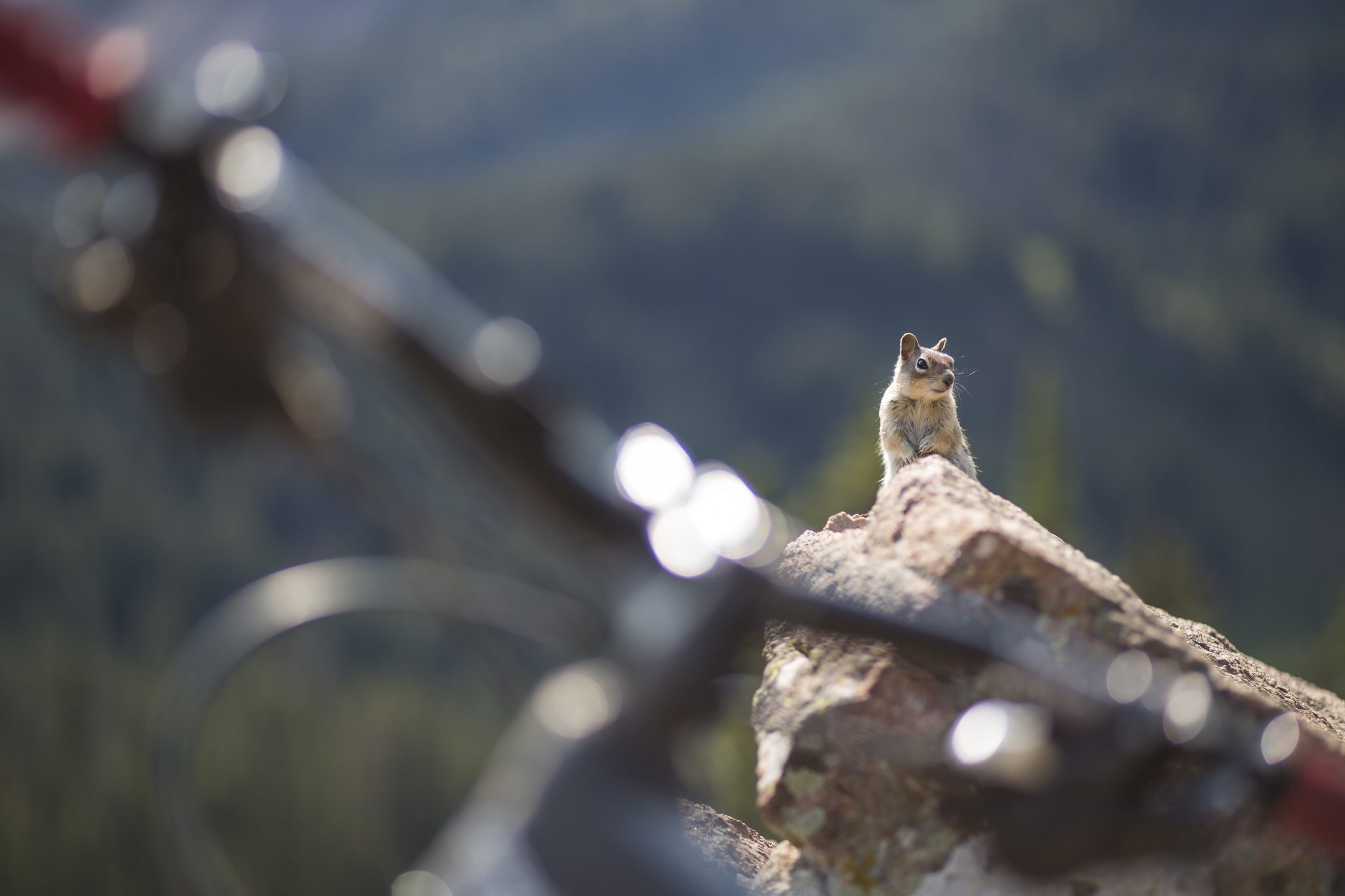 Best Hikes to See Wildlife in the Gunnison Valley | Crested Butte ...