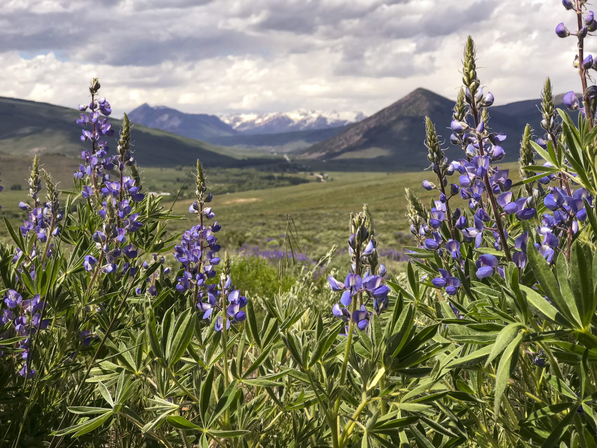 Plants of Gunnison, CO | Crested Butte + Gunnison