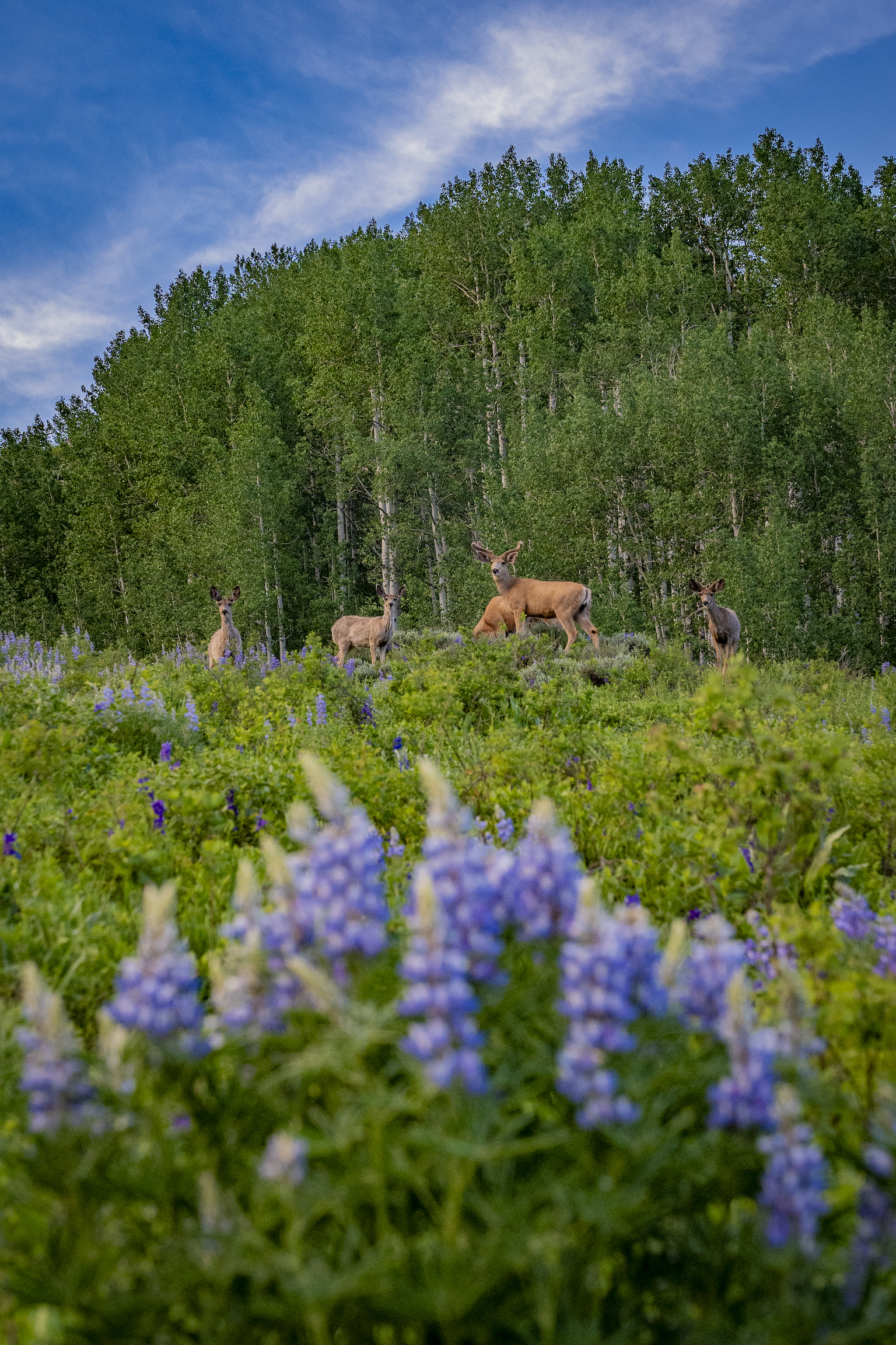 Best Hikes to See Wildlife in the Gunnison Valley | Crested Butte ...