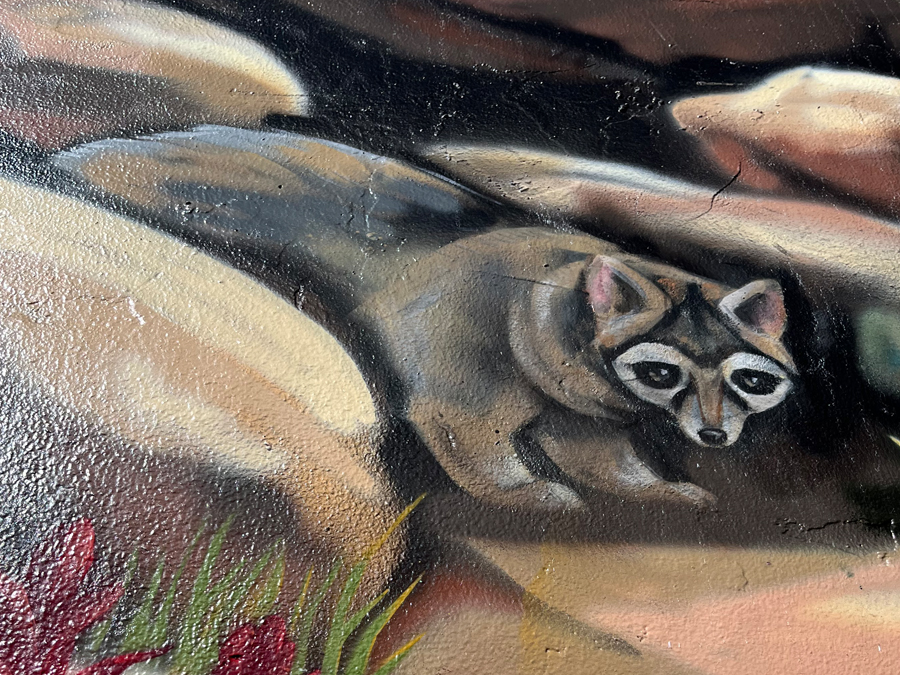 Animals and Birds of Colorado | Crested Butte + Gunnison